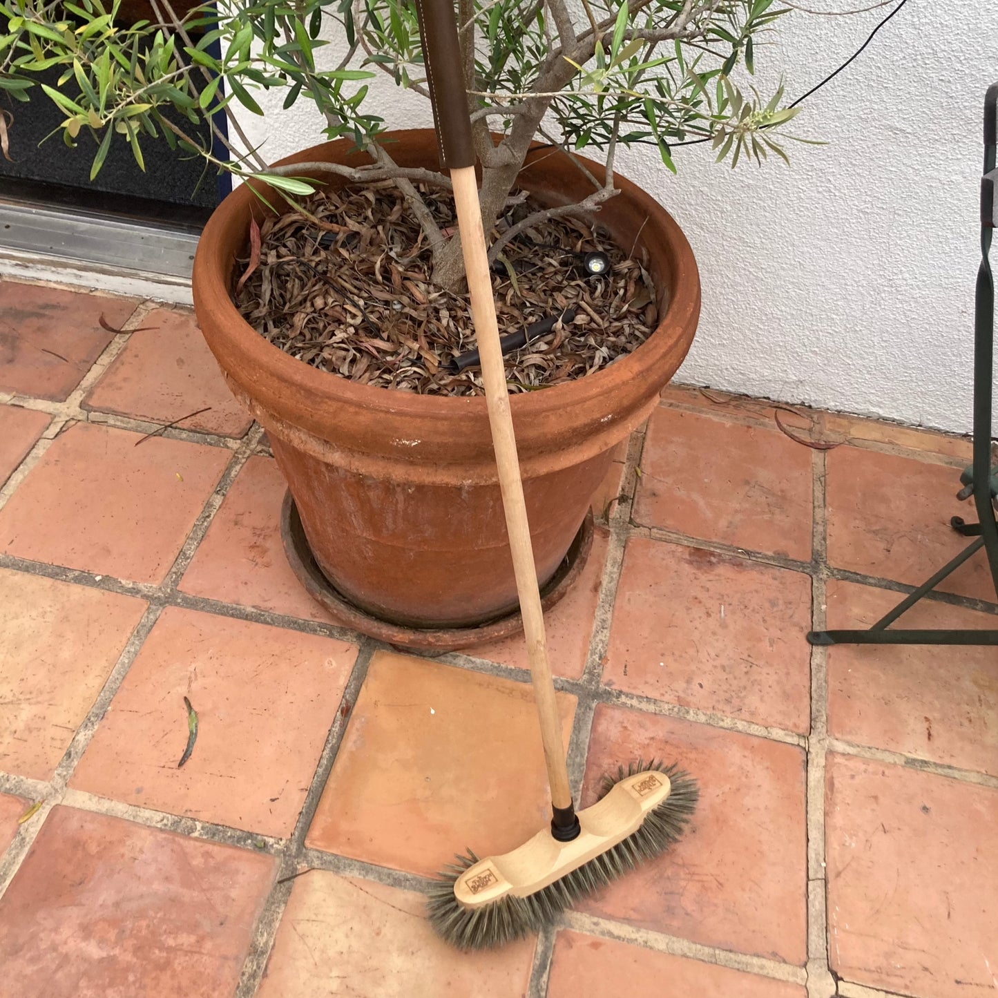 The French Broom